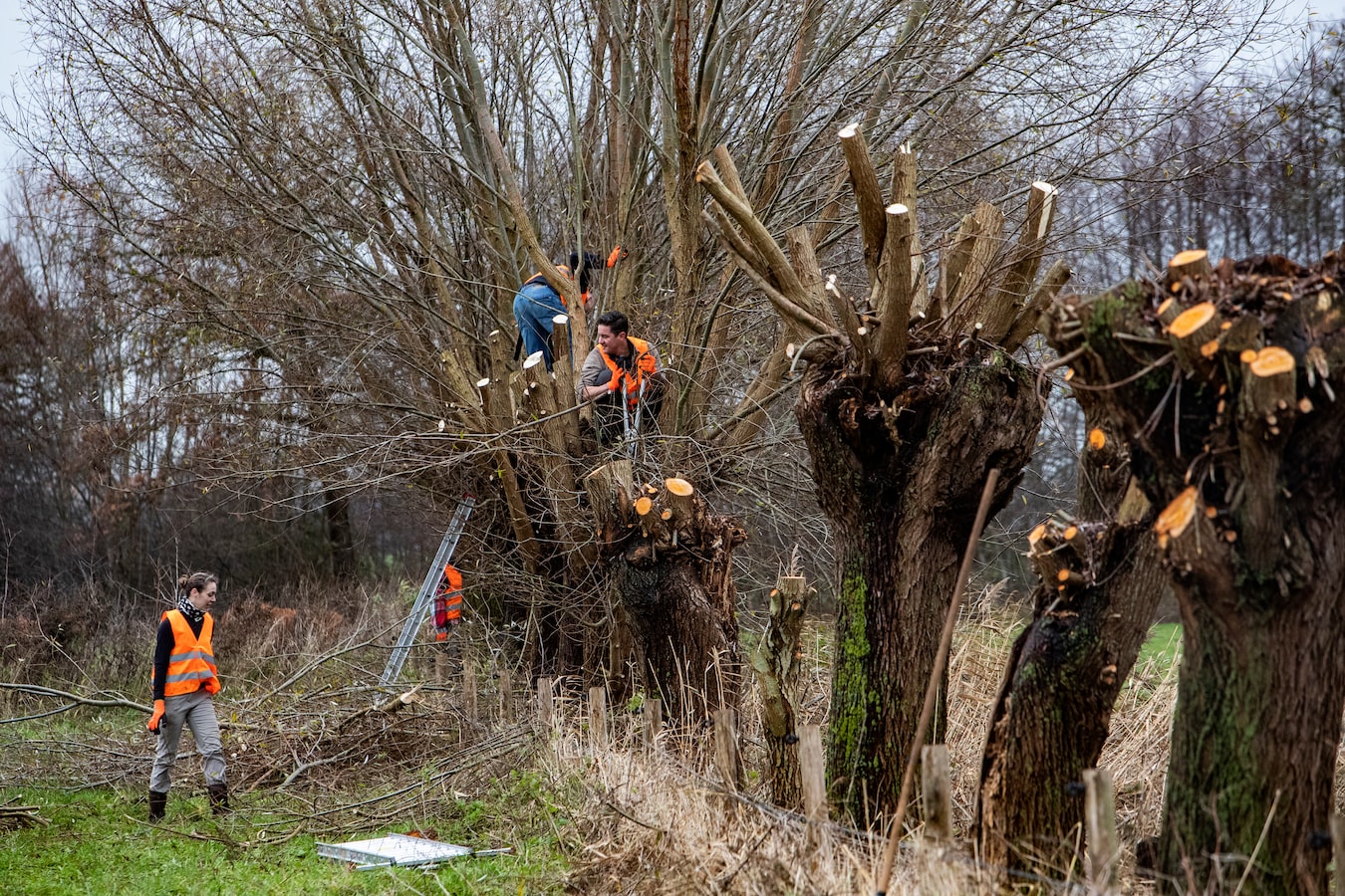 Deze houtwallen en knotwilgen zijn in de natuur de snelwegen voor de ...