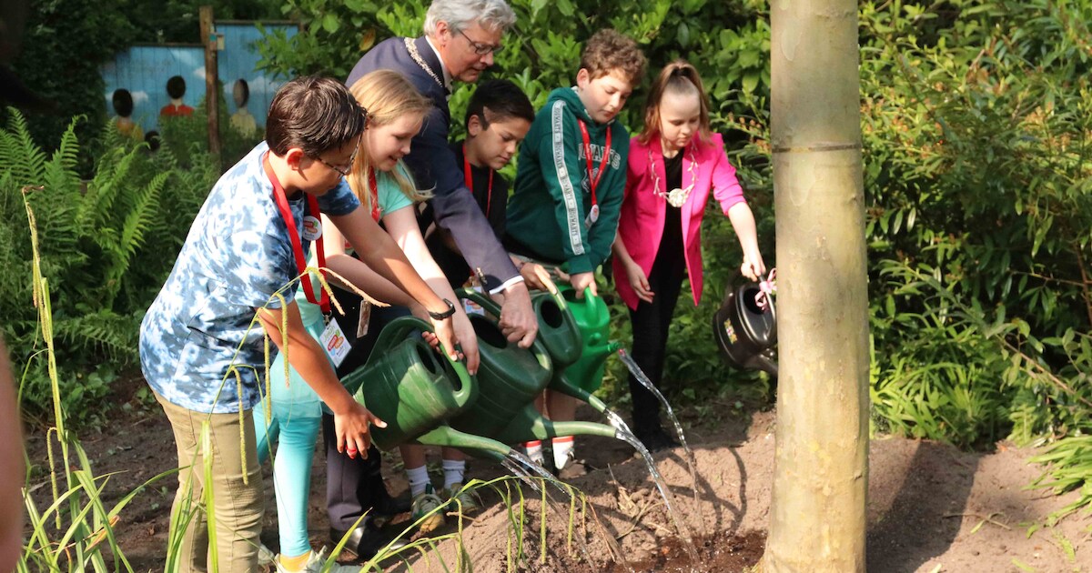 Burgemeester plant jubileumboom bij de olifanten in DierenPark ...