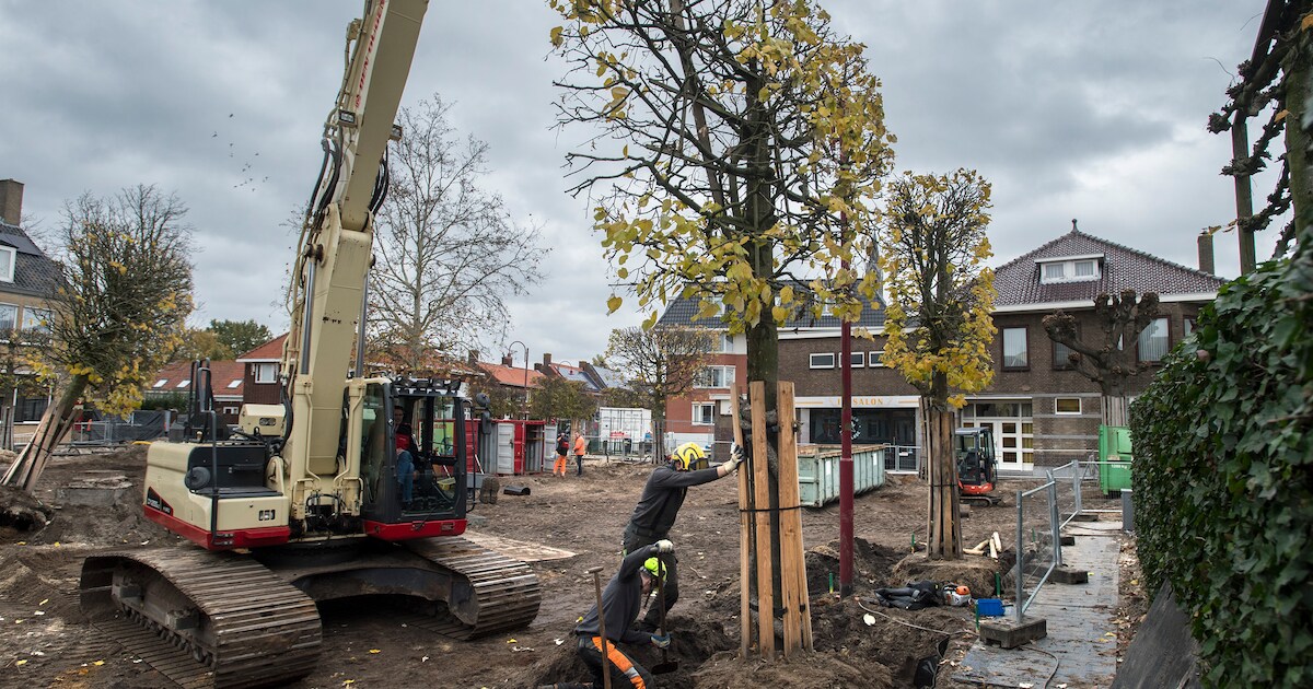 Conifeer of andere ‘waardevolle’ boom beu? Dat kan je zo honderden euro ...