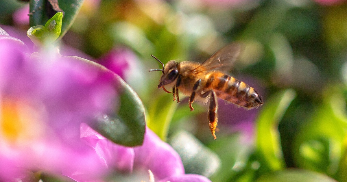 Actieplan moet wilde bijen in Eindhoven redden: ‘Meer planten en ...