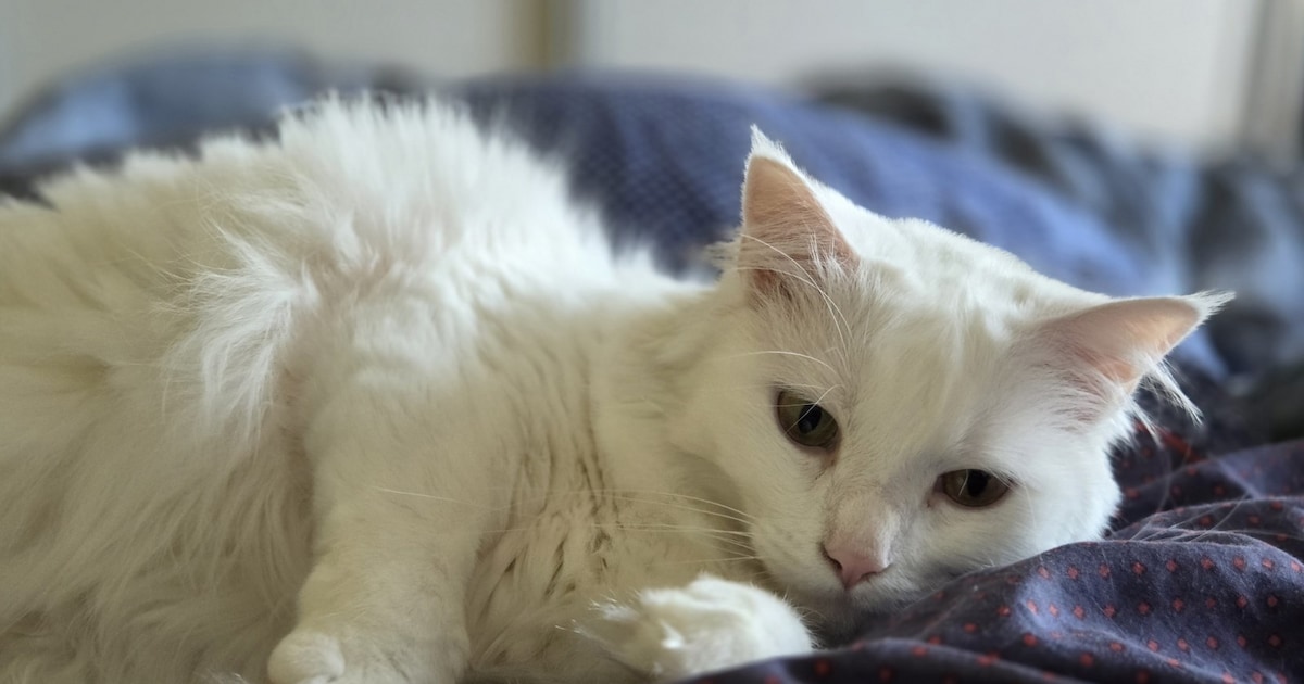 Heb jij Miepie gezien? Dit huisdier wordt in Molenlanden vermist ...