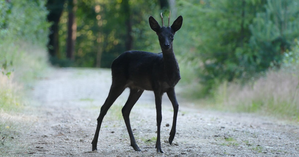 Natuurfotograaf spot zeldzame zwarte ree in bossen Lage Vuursche ...