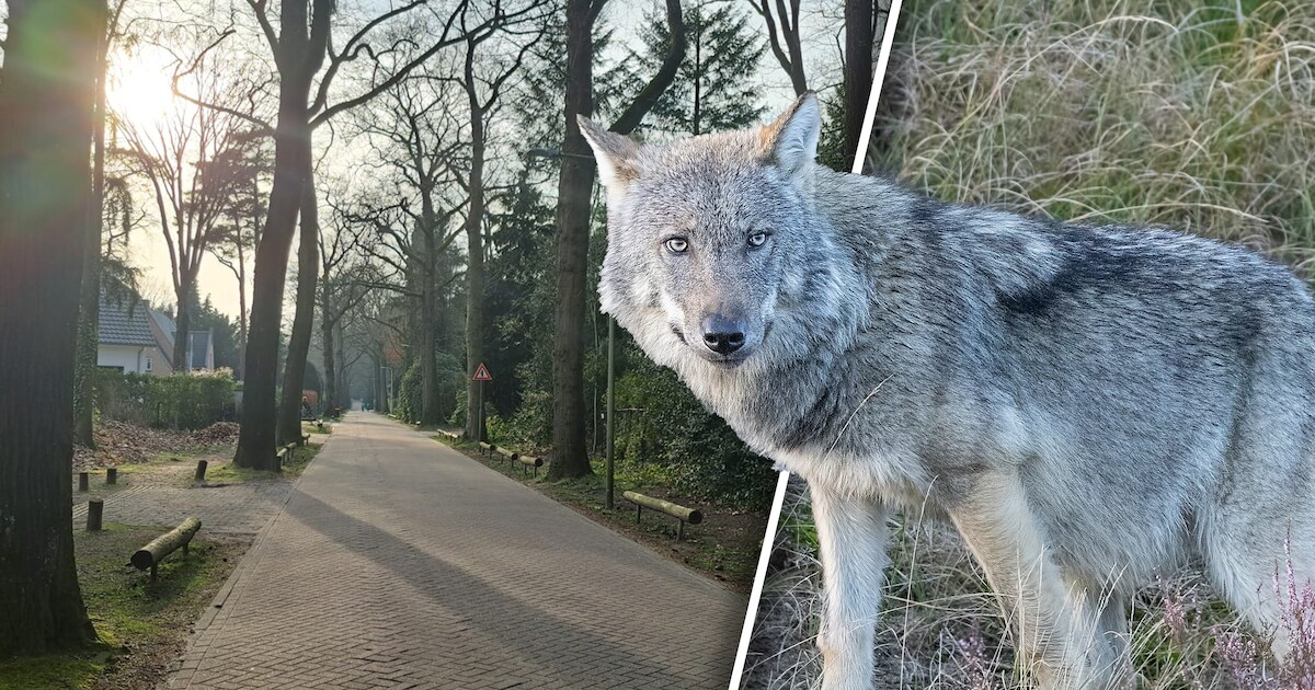 Zorgen maken over wolf in de achtertuin? Dat is niet nodig, zeggen deze ...