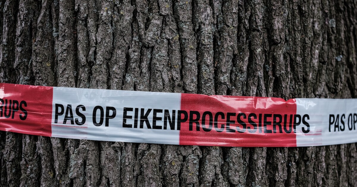 Overlast eikenprocessierups: bestrijding in uitvoering in Heeze-Leende | Heeze-Leende | AD.nl