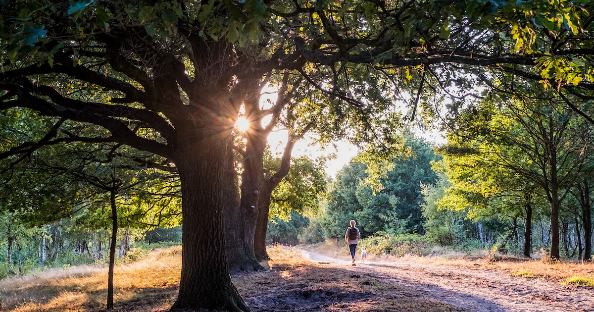 Dit zijn de mooiste wandelingen in het nieuwe Van Gogh Nationaal Park ...