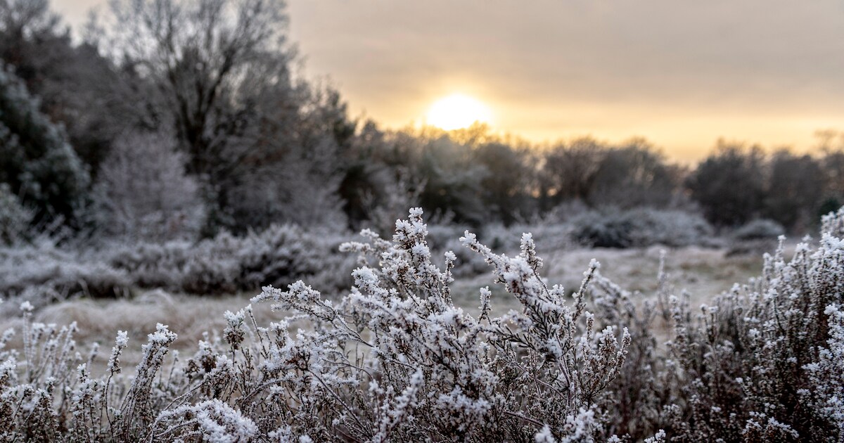 Eerste lokale strenge vorst is een feit: -10 in Eelde | Drenthe | AD.nl