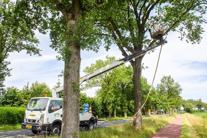 Veel minder eikenprocessierupsen gesignaleerd dit jaar, behalve in Etten-Leur | Etten-Leur | AD.nl