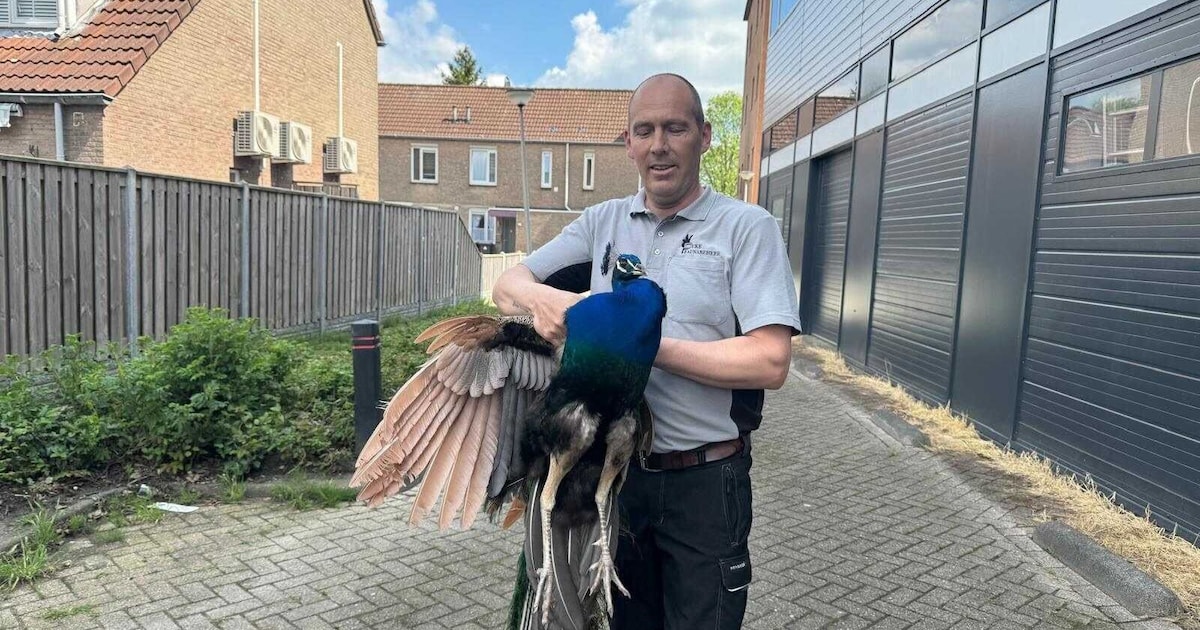 Hebbes! Arie lukt het wél om lawaaierige pauw te vangen: ‘Hij zit nu achter slot en grendel ...