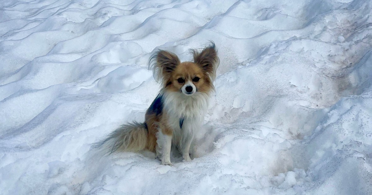 Chihuahua helpt baasje redden na val in Zwitserse kloof van 8 meter ...