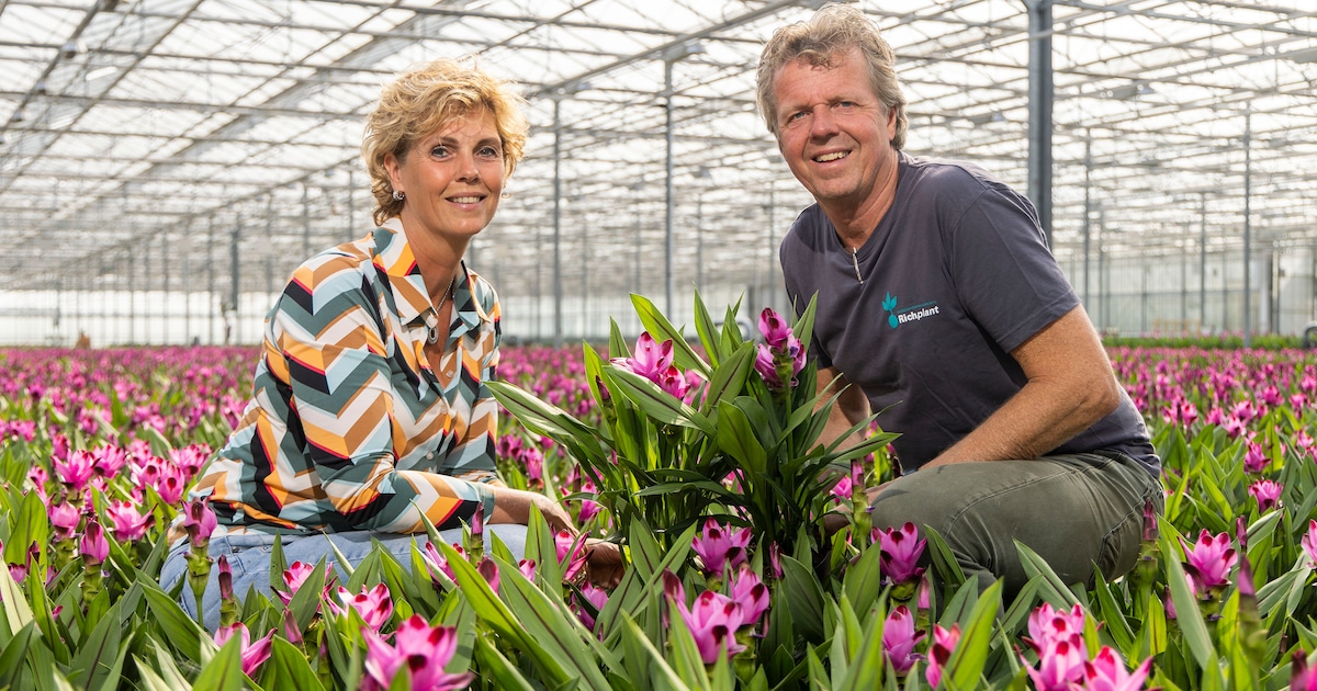 Al 40 jaar kweekt Richplant bijzondere kamerplanten: ‘kweken geen ...