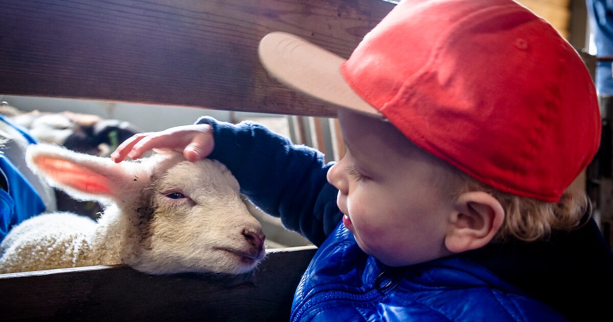 Dikke knuffel voor elk lammetje tijdens Lammetjesdag | Rotterdam | AD.nl