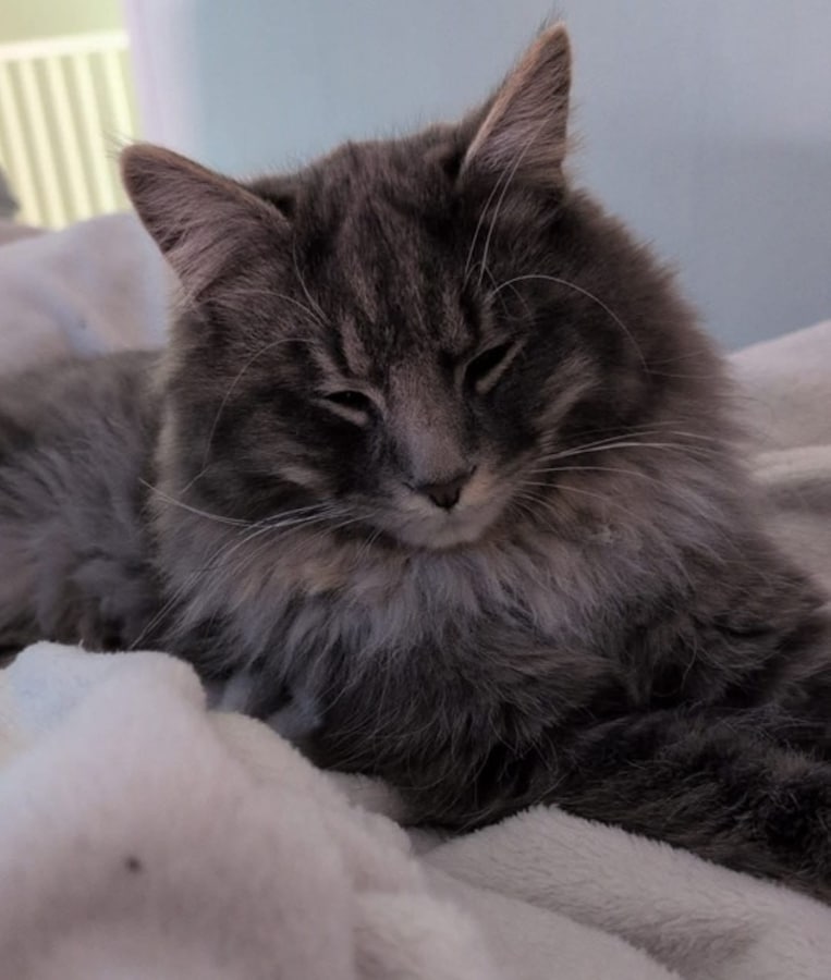 Heb jij Dizzy, Vera of Simba gezien? Deze 14 huisdieren worden in Assen ...