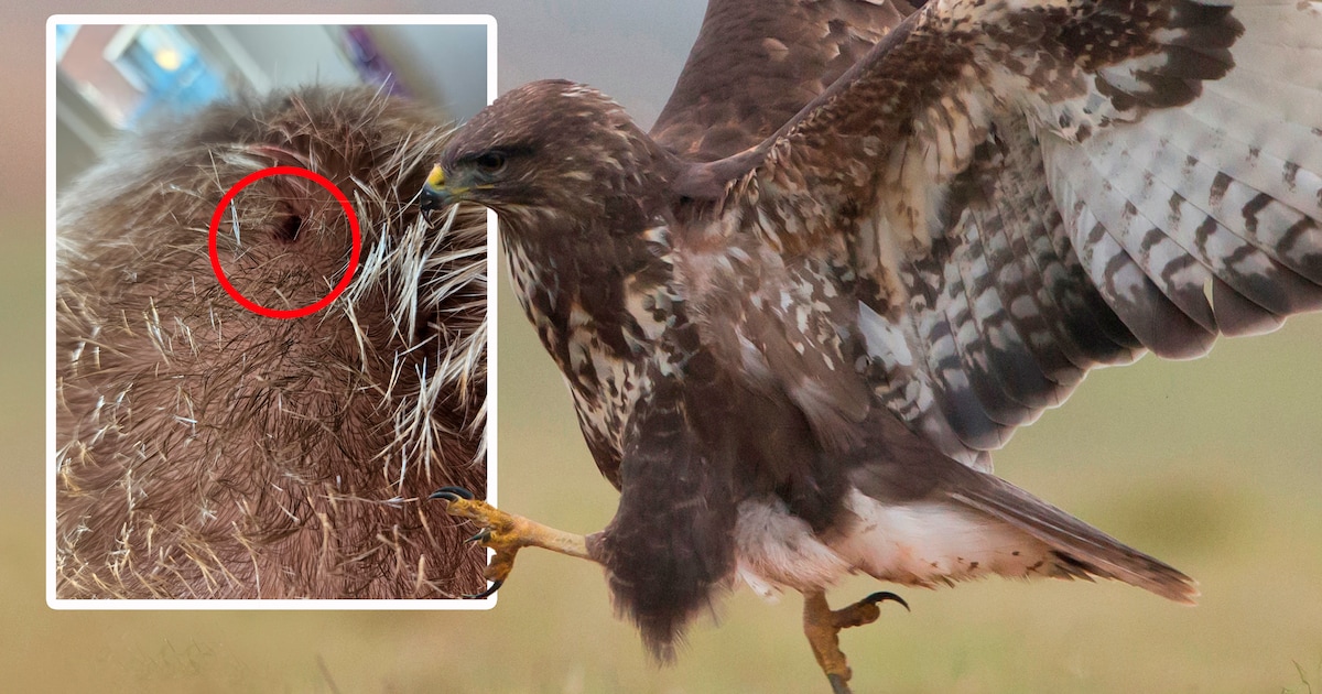 Boze buizerd valt tot bloedens toe aan in Bant: ‘Hij zet zijn klauwen ...