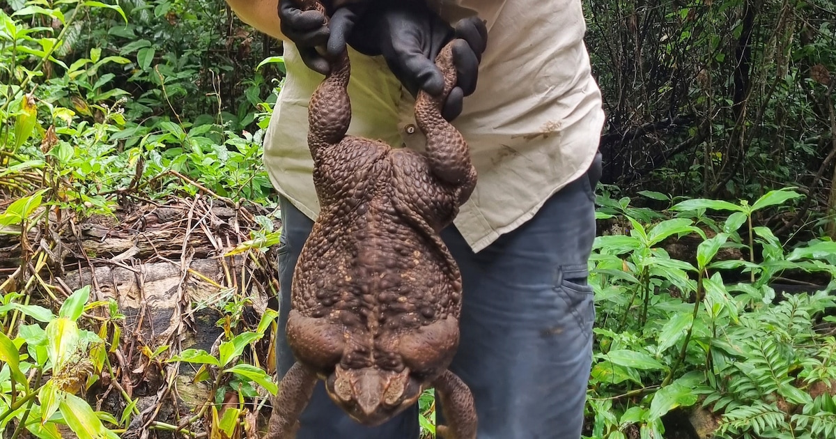 Gigantische reuzenpad aangetroffen in Australië | Bizar | AD.nl