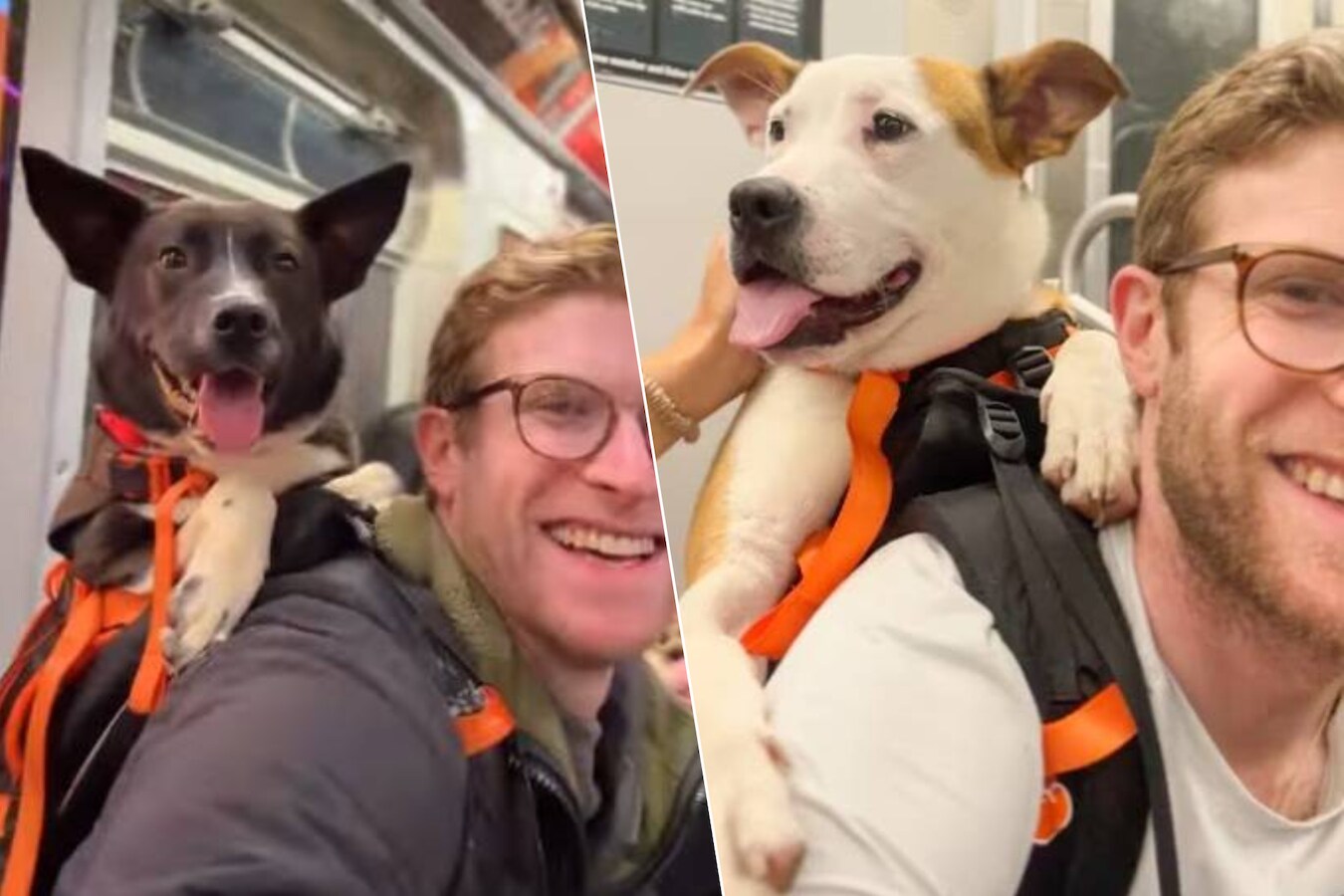Rugzakreiziger in New York bezorgt asielhonden nieuw baasje: ‘Ze wilde ...