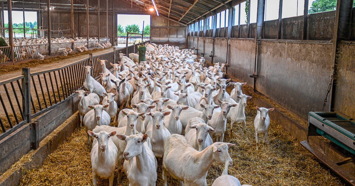 Maasdriel: uitbreiding geitenstallen Hurwenen is zaak voor hoogste ...