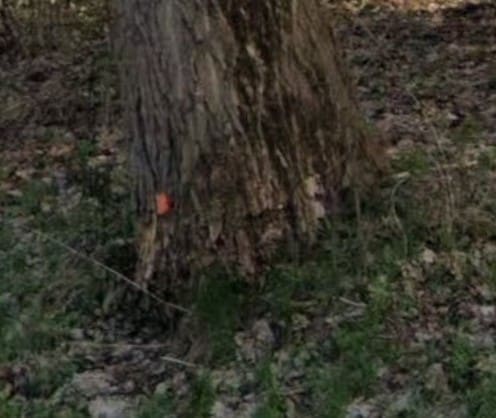 Deskundigen keihard na dodelijk ongeval met boom in Boxtel: ‘Op ...