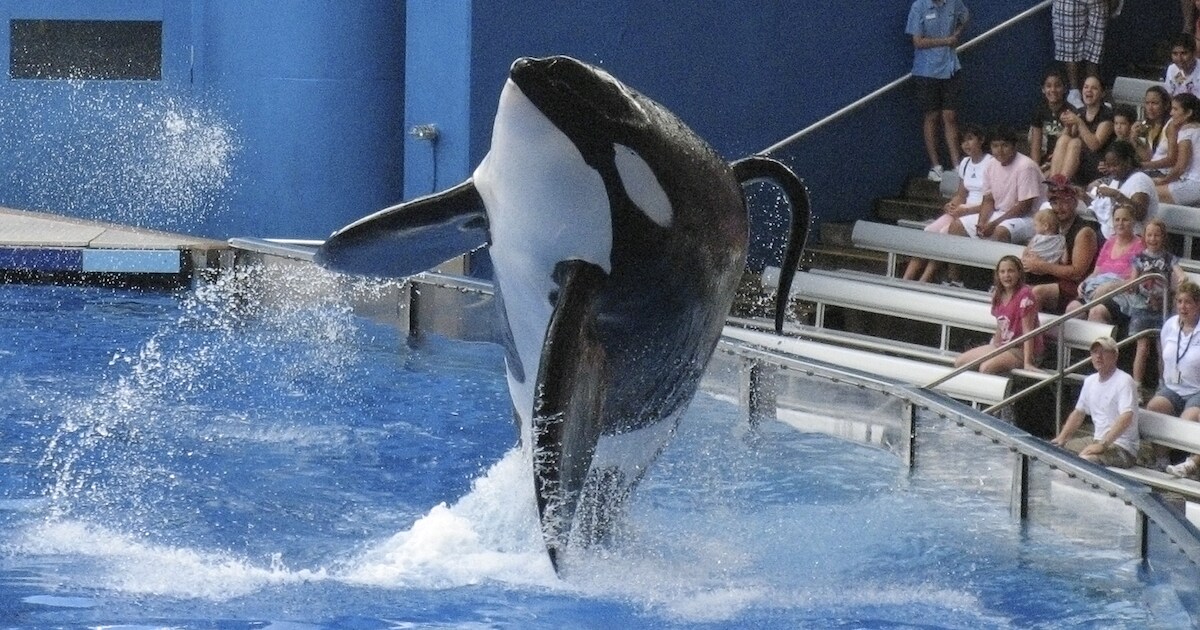Orka's SeaWorld uit de gratie | Buitenland | AD.nl