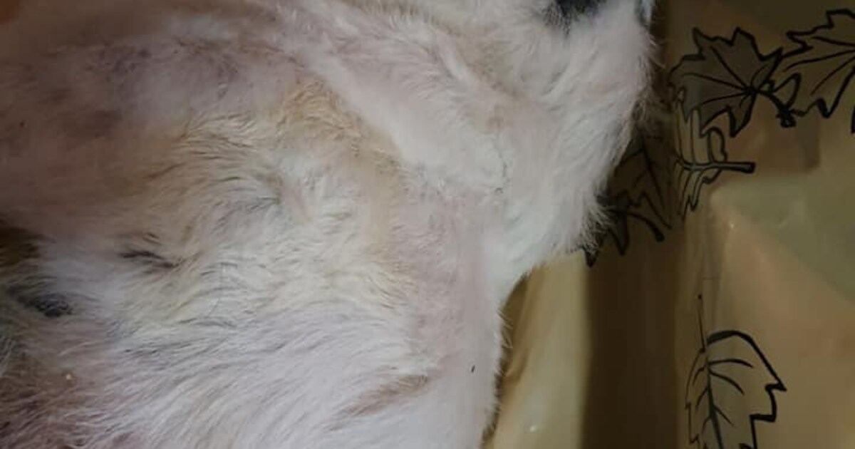 Dode hond gevonden in doos langs de snelweg; wie weet er meer over deze ...