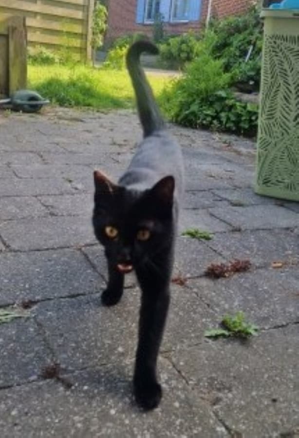 Heb jij Toetje, Mini of Magic gezien? Deze vier huisdieren worden in ...