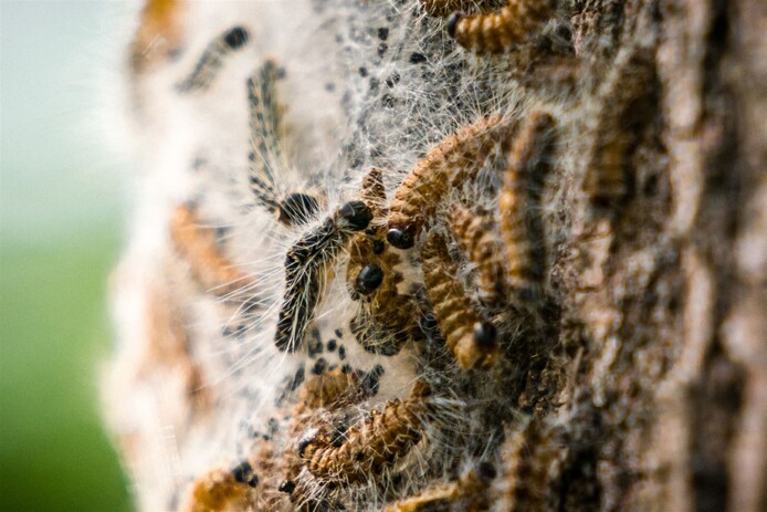 Nesten van eikenprocessierups gevonden in Stichtse Vecht | Stichtse Vecht | AD.nl