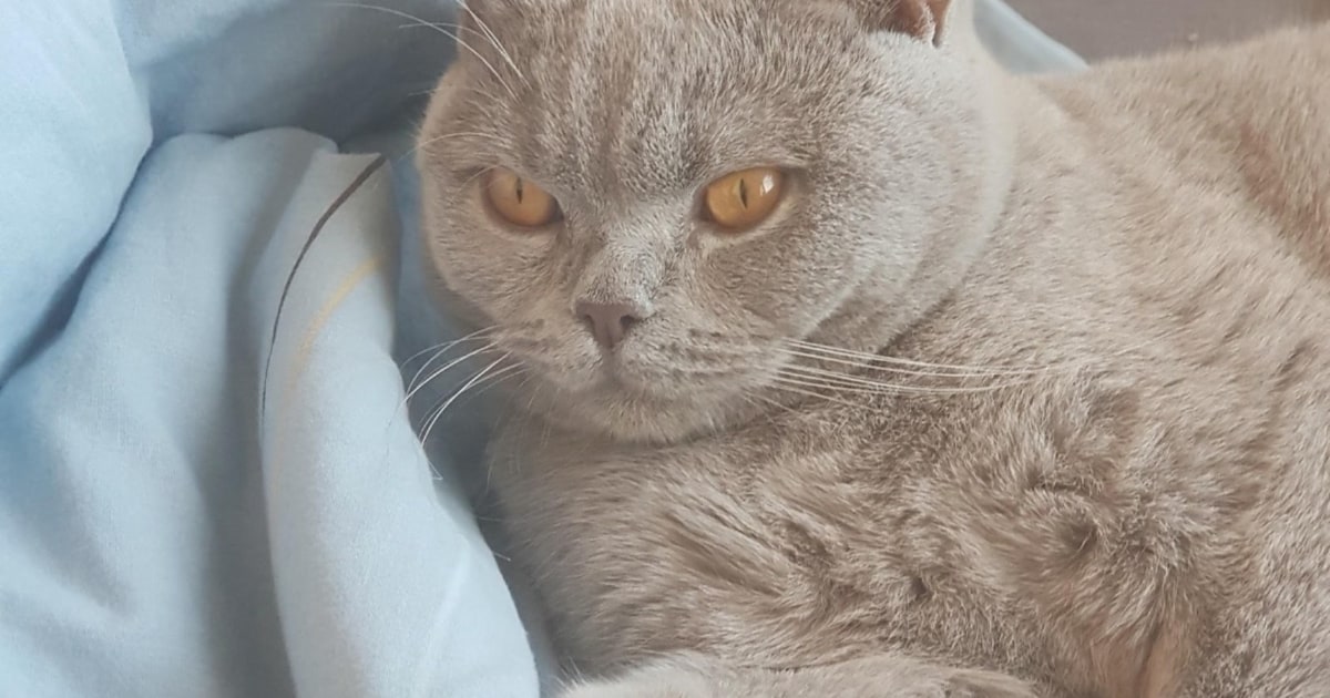 Heb jij Blue of Ted gezien? Deze twee huisdieren worden in Boxtel ...