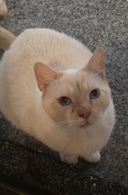 Heb jij Dotje, Tijger of Bishie gezien? Deze vijf huisdieren worden in ...