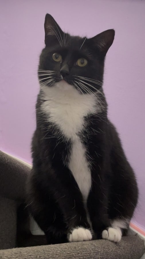 Heb jij Otje, Pip of Poes gezien? Deze drie huisdieren worden in ...