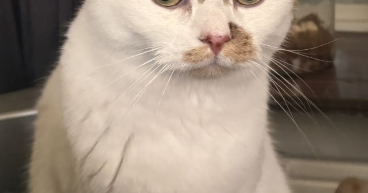 Heb jij Milo of Riani gezien? Deze twee huisdieren worden in Pijnacker ...
