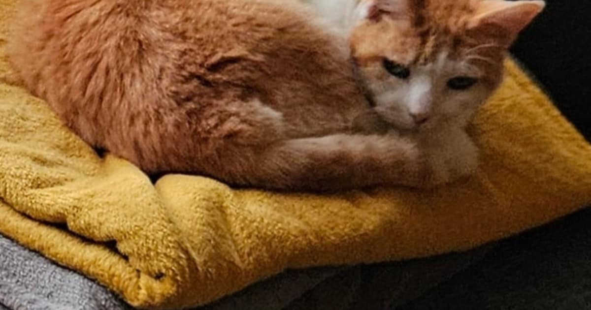 Heb jij Maestro, Knuffie of Pepper gezien? Deze drie huisdieren worden ...