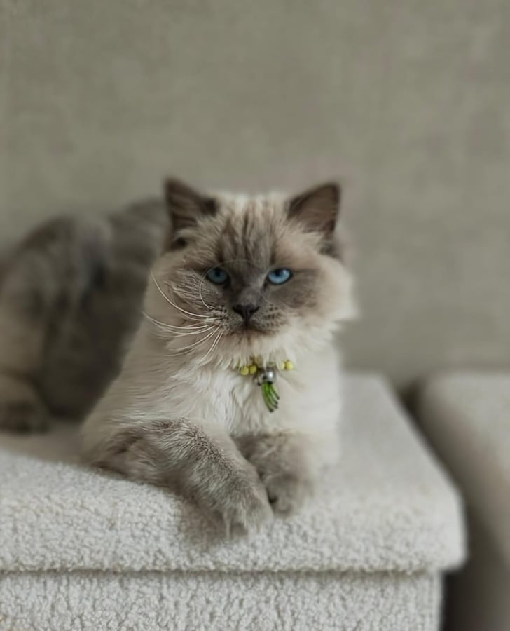 Heb jij Milo, Izzy of Shadow gezien? Deze vier huisdieren worden in ...