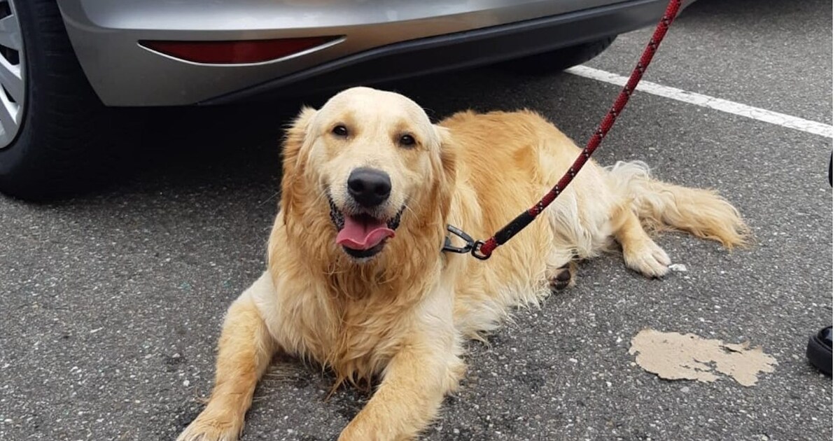 Politie redt hond uit hete auto in Roermond, baasje krijgt een ...