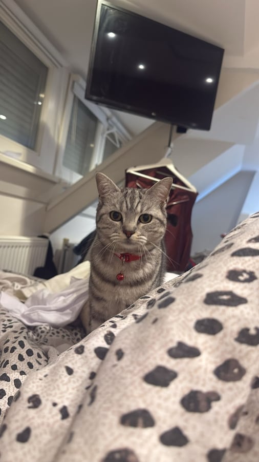 Heb jij Gijsje, Molly of Poes gezien? Deze acht huisdieren worden in ...