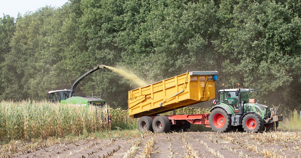 Desnoods laatste boeren hun land afpakken voor natte natuur: ‘Maar ik ...