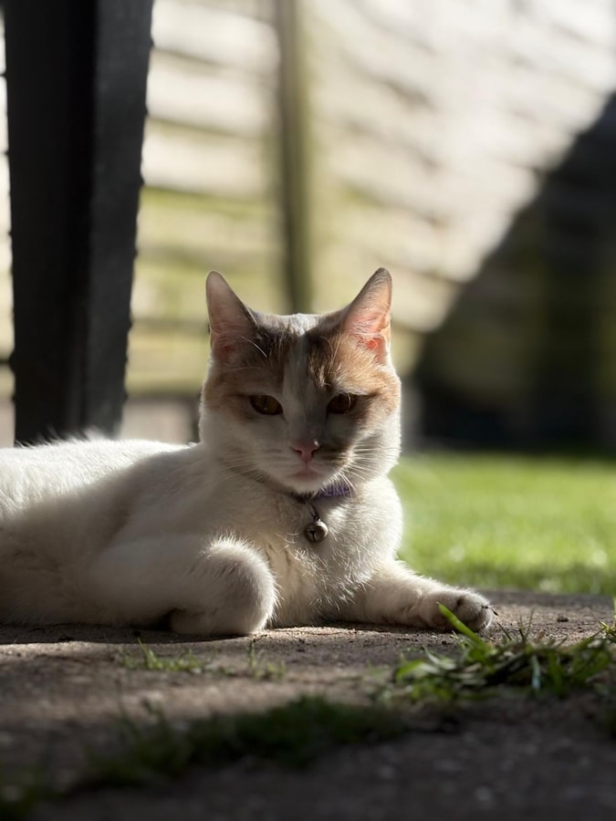 Heb jij Plienie, Poes of Nabi gezien? Deze vijf huisdieren worden in ...