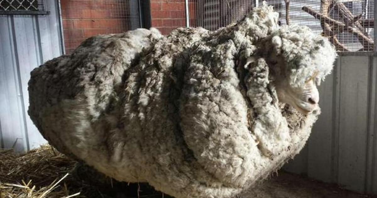 Officieel: schaap Chris is de meest wollige ter wereld | Nieuws | AD.nl