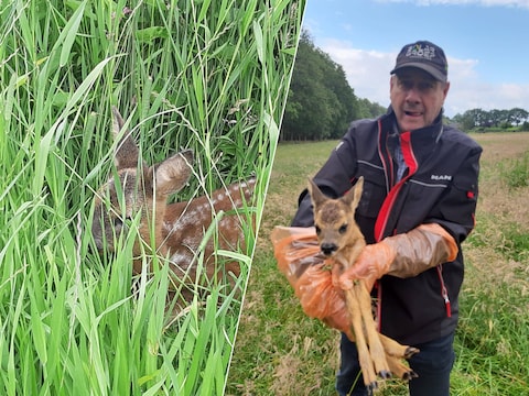 Reekalfjes met hulp van drone van gruwelijke dood gered | Regio | AD.nl