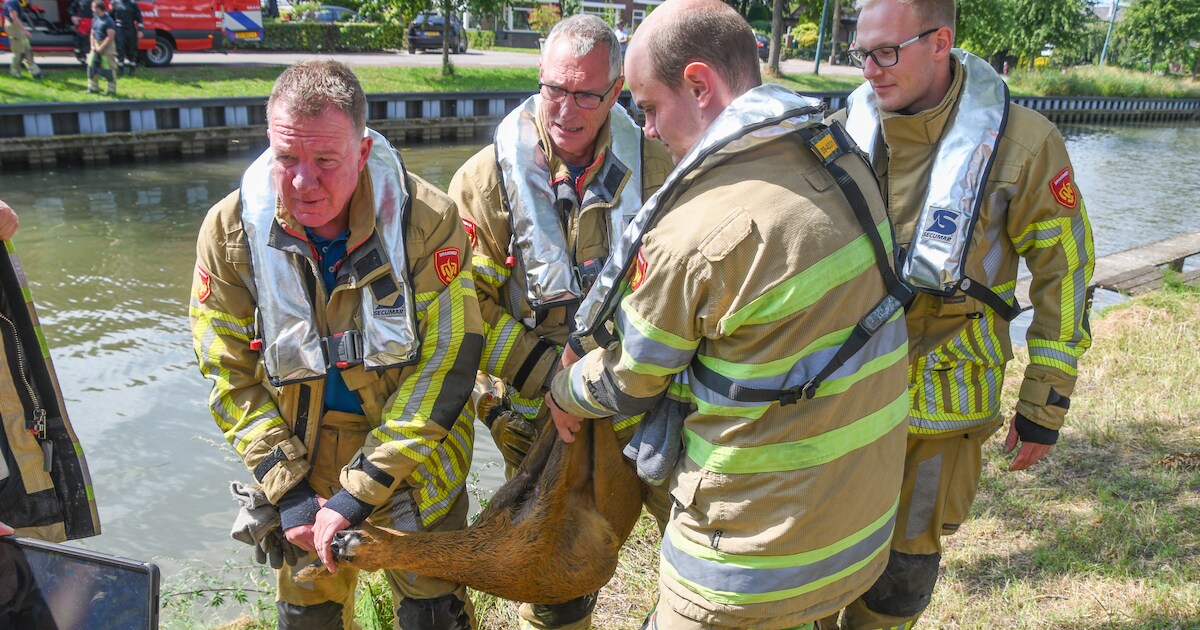 Brandweer redt ree na lange zwemtocht uit het water | Utrecht | AD.nl