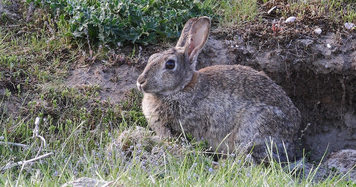 Als schop de grond in gaat, blijft konijn het haasje in Brabant | Regio ...