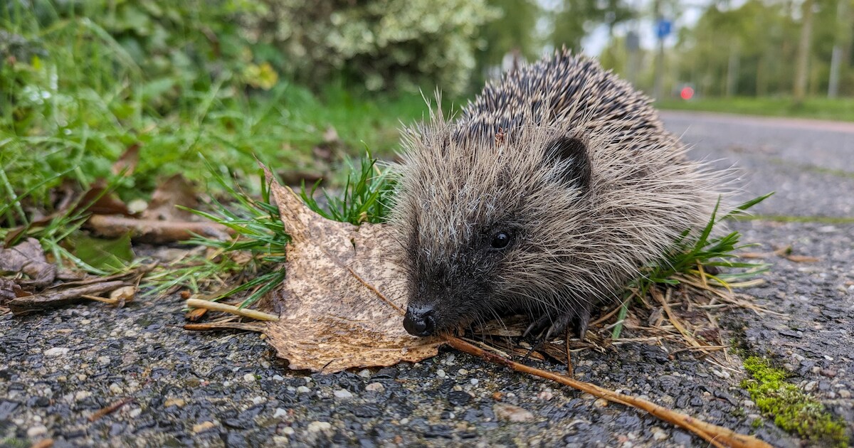 Help de egel de winter door. Leg bijvoorbeeld een egelsnelweg aan in je ...