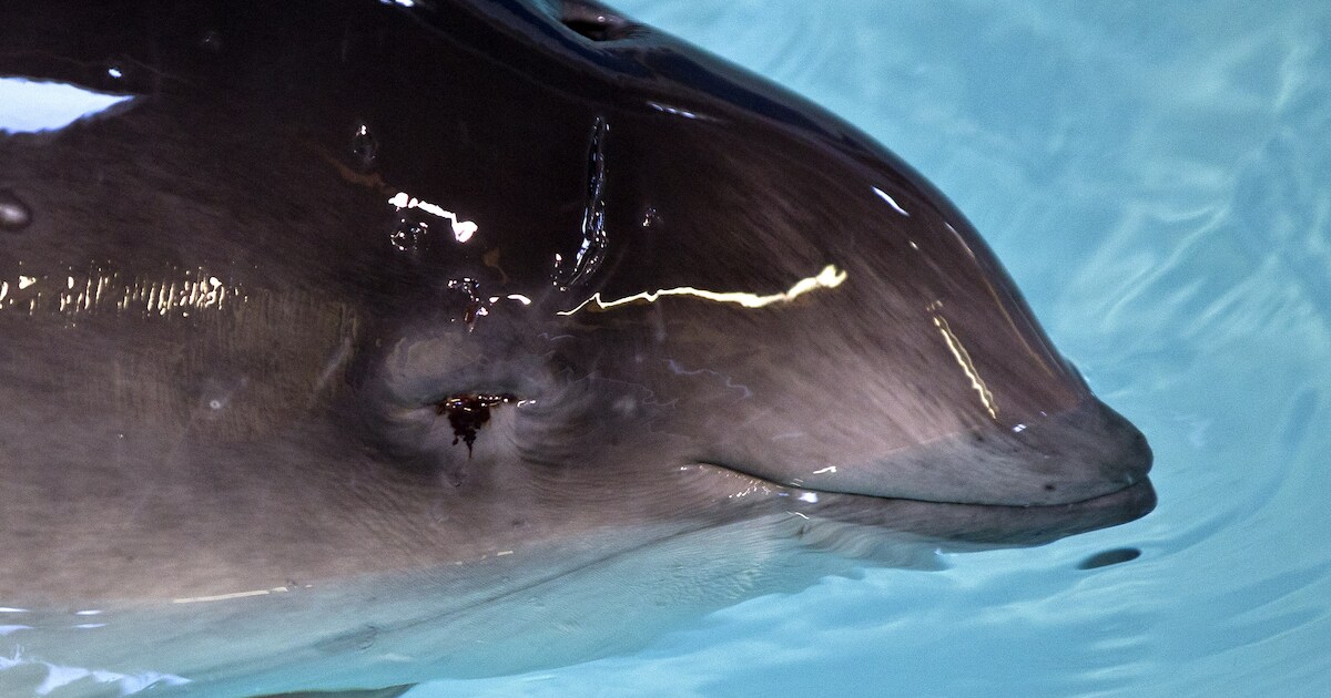Bruinvis verdronken bij zenderactie Waddenzee | Binnenland | AD.nl