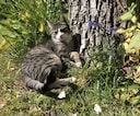 Heb jij Ibbeltje, Cheeto of Yuki gezien? Deze drie huisdieren worden in ...