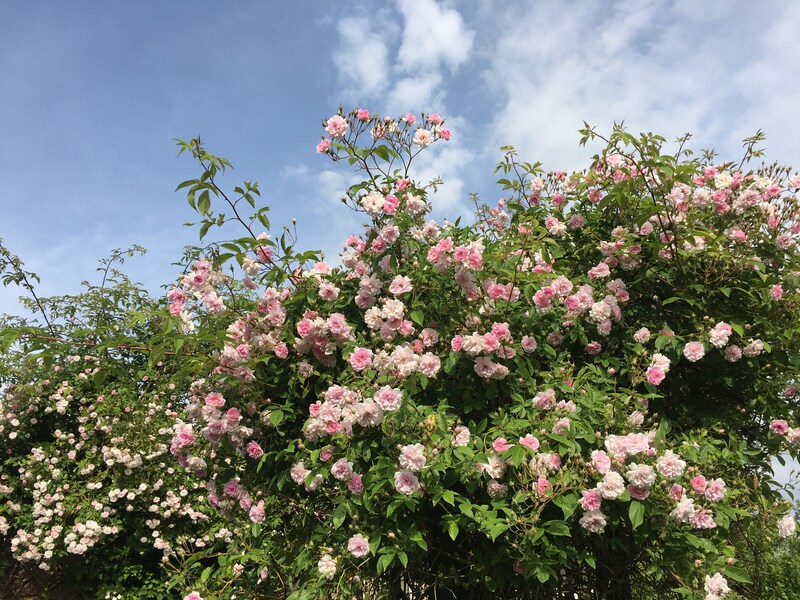 De vijf beste klimplanten voor tegen de tuinmuur | Wonen | AD.nl