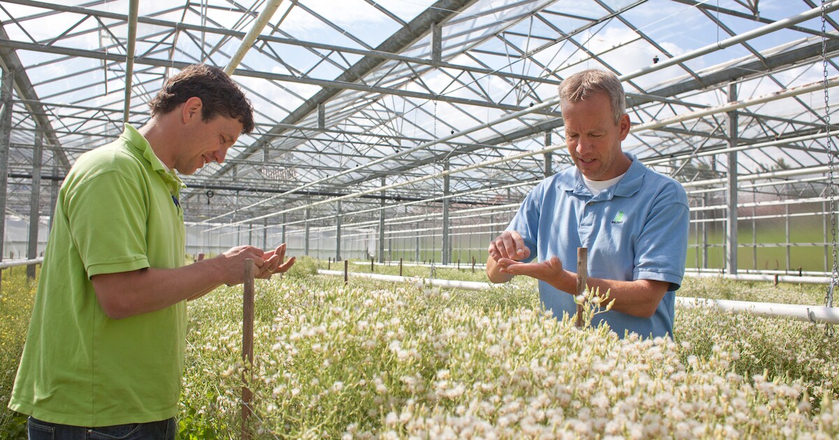Uitbreiding Rijk Zwaan een ‘win-winsituatie’ voor wateroverlast in De ...