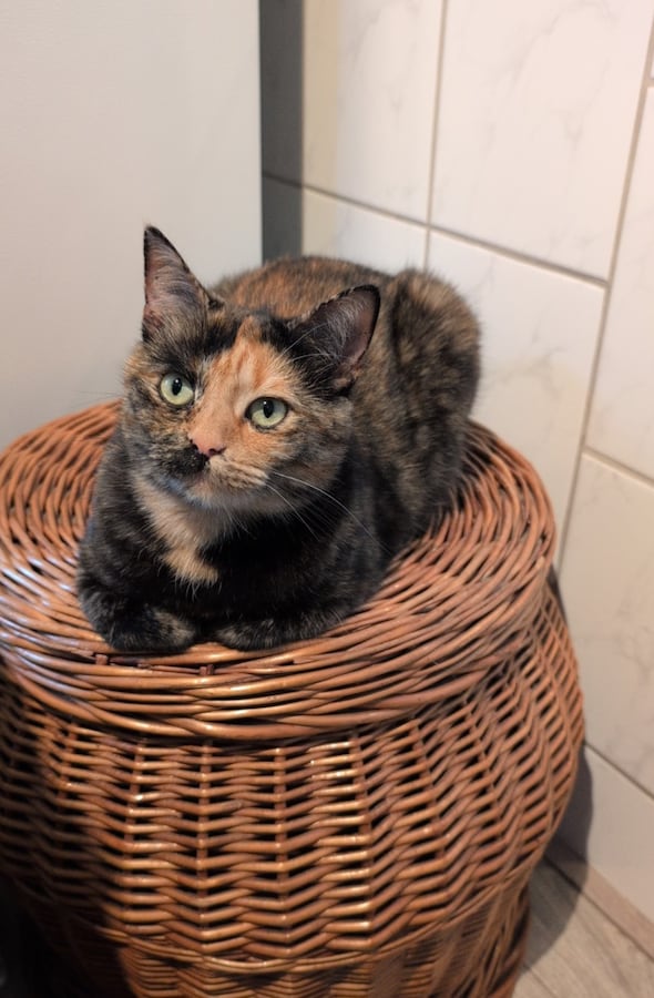 Heb jij Rebel of Spotje gezien? Deze twee huisdieren worden in Assen ...