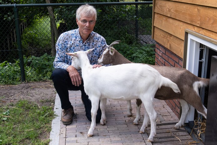 Hooglanderveeners blazen dierenweide van boer Antoon nieuw leven in ...