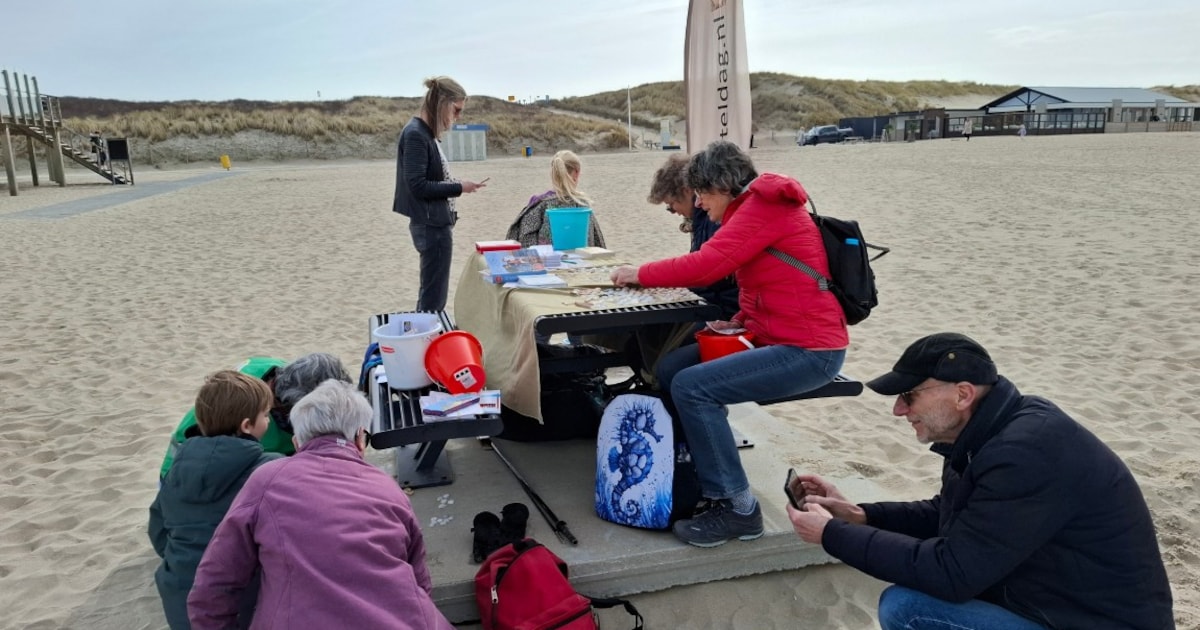 Op het strand schelpen tellen met Natuurlijk Delfland tijdens ...