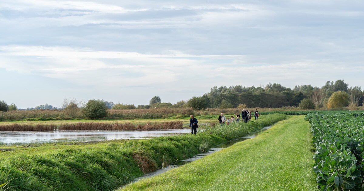 Dauwtrappen in Strijen met Staatsbosbeheer | Hoeksche Waard | AD.nl