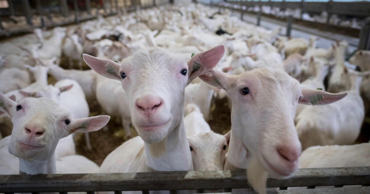 Strijense geitenhouder is niet van plan op te geven | Hoeksche Waard ...