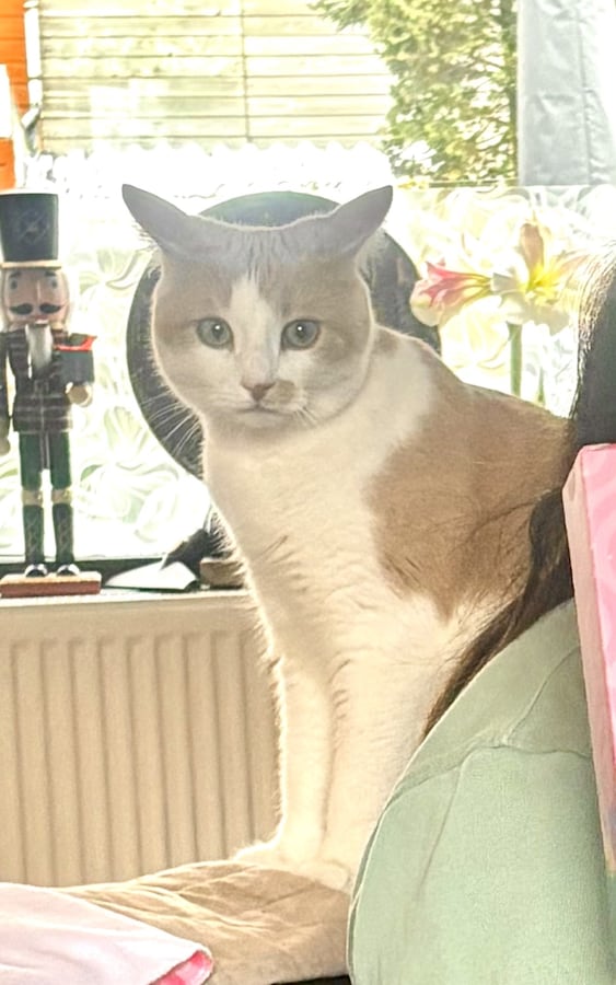 Heb jij Leo, Pip of Grumpy gezien? Deze vier huisdieren worden in ...